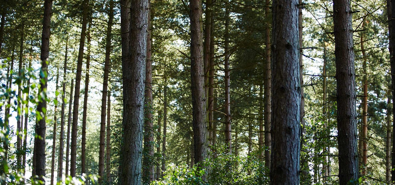 Fire Safety | Center Parcs